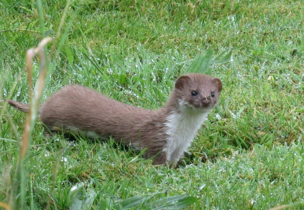 Gallery – Gowerwildlifewalks
