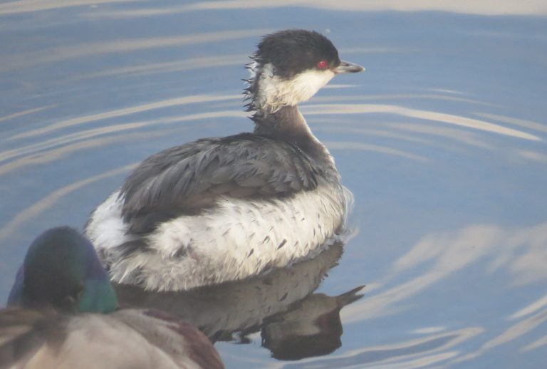 Wildlife on Gower – Gowerwildlifewalks