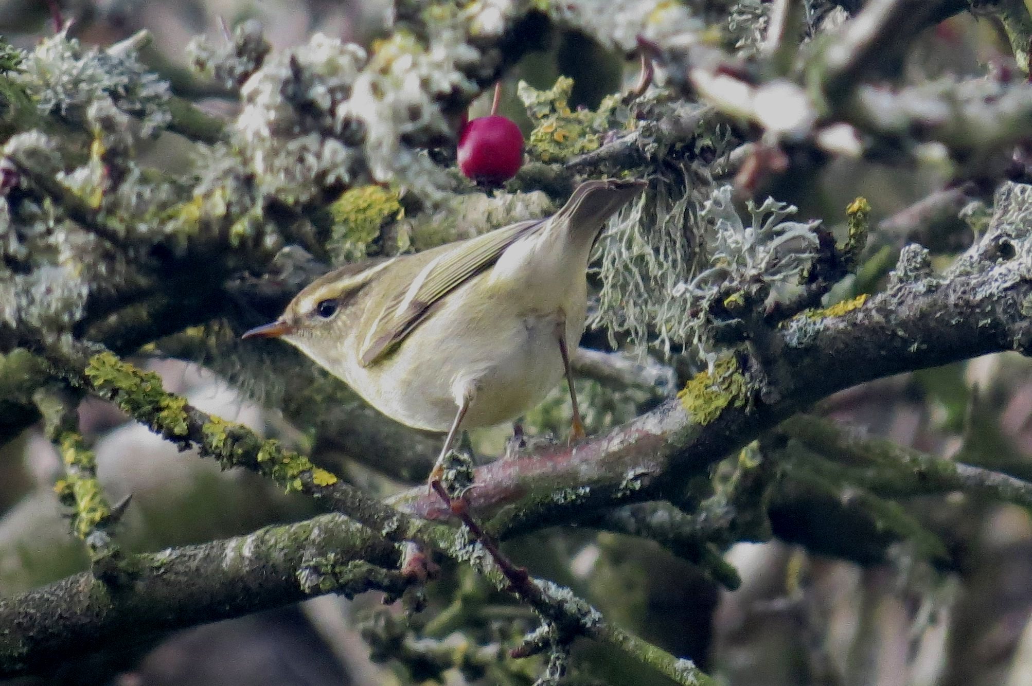 Gower Scarce and Rarity – Gowerwildlifewalks