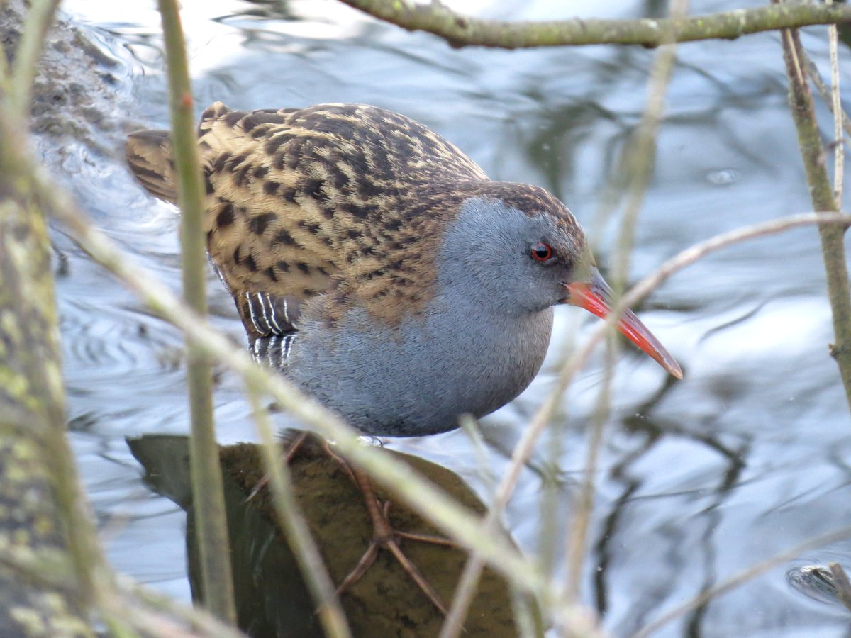 Gowerwildlifewalks – Guided walks, exiting talks and much more to ...