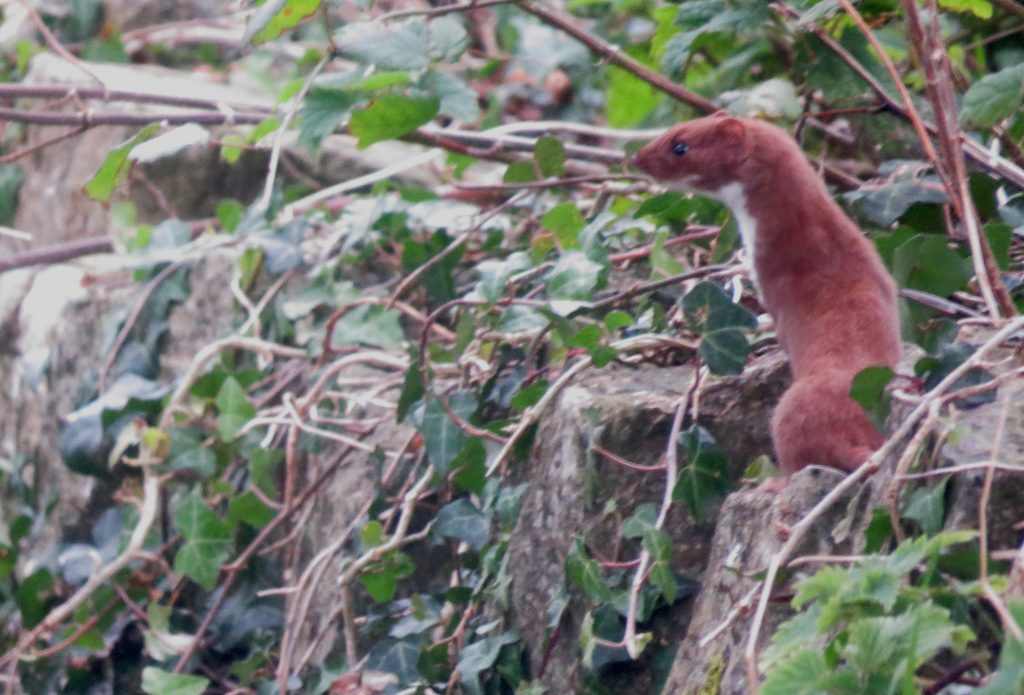 Wildlife on Gower – Gowerwildlifewalks