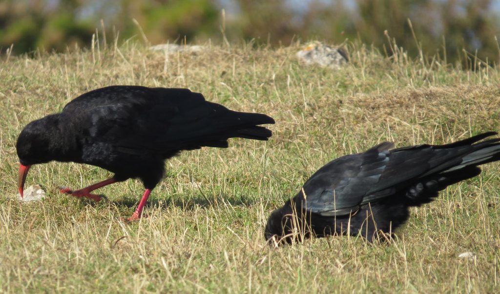Gowerwildlifewalks – Guided walks, exiting talks and much more to ...