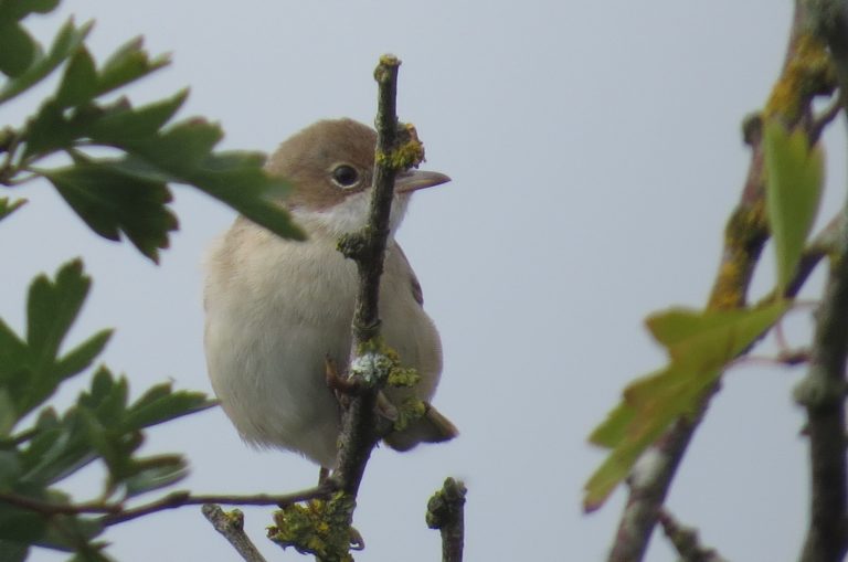 Wildlife on Gower – Gowerwildlifewalks