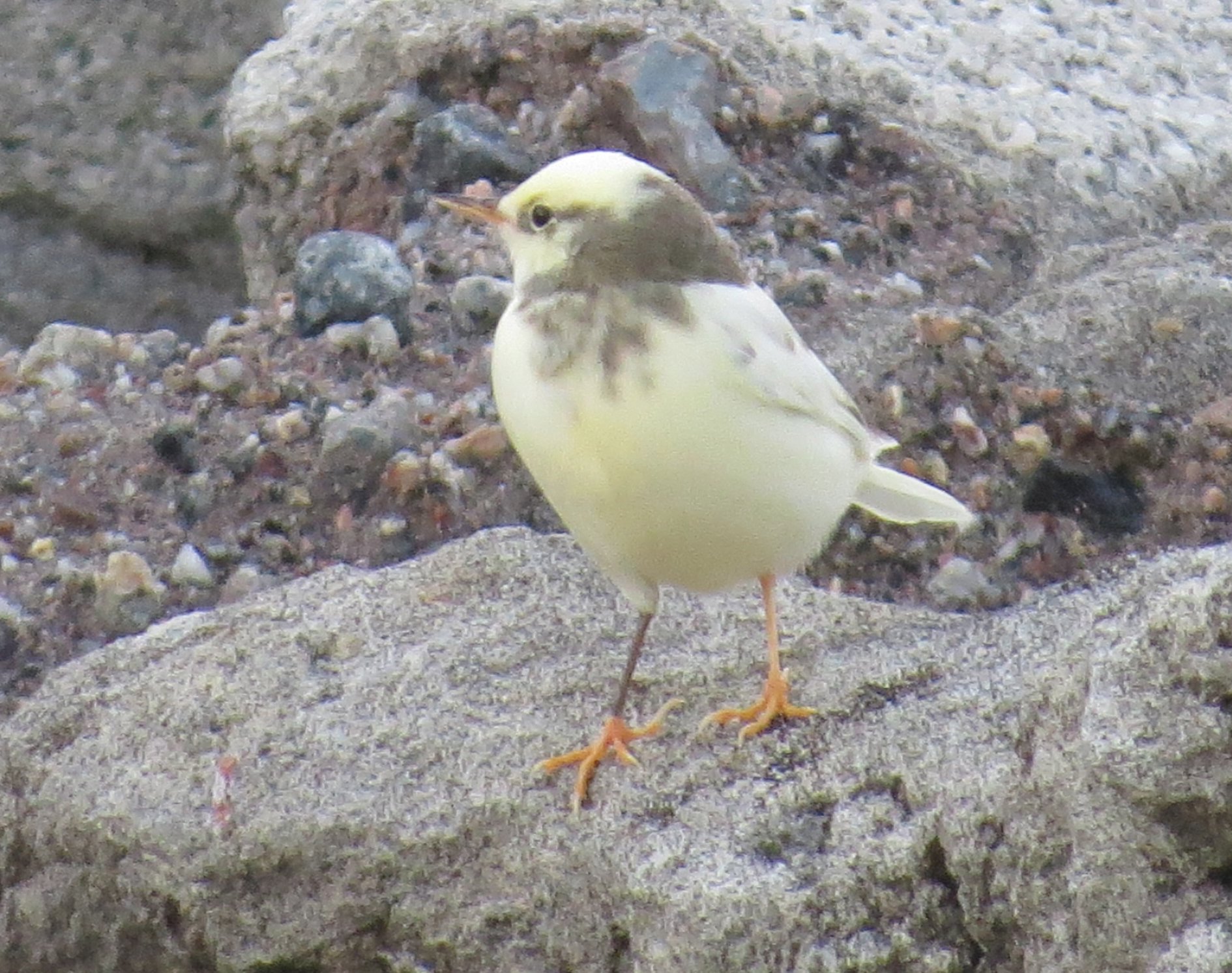 Incredible Rock Pipit – Gowerwildlifewalks