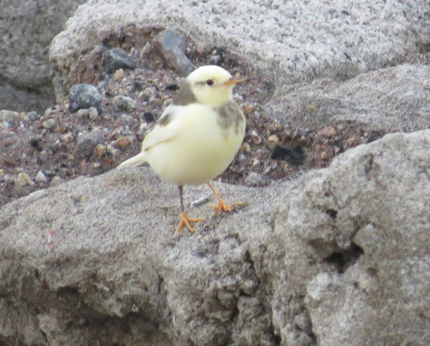Incredible Rock Pipit – Gowerwildlifewalks
