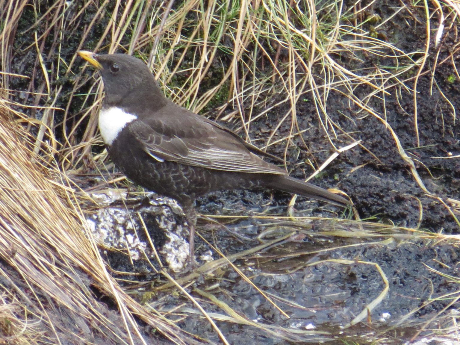 Wildlife on Gower – Gowerwildlifewalks